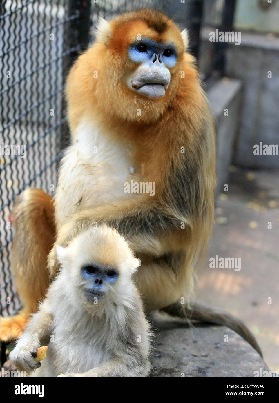 * MONKEY BUSINESS A bunch of baboons monkey around as they pass front a ...