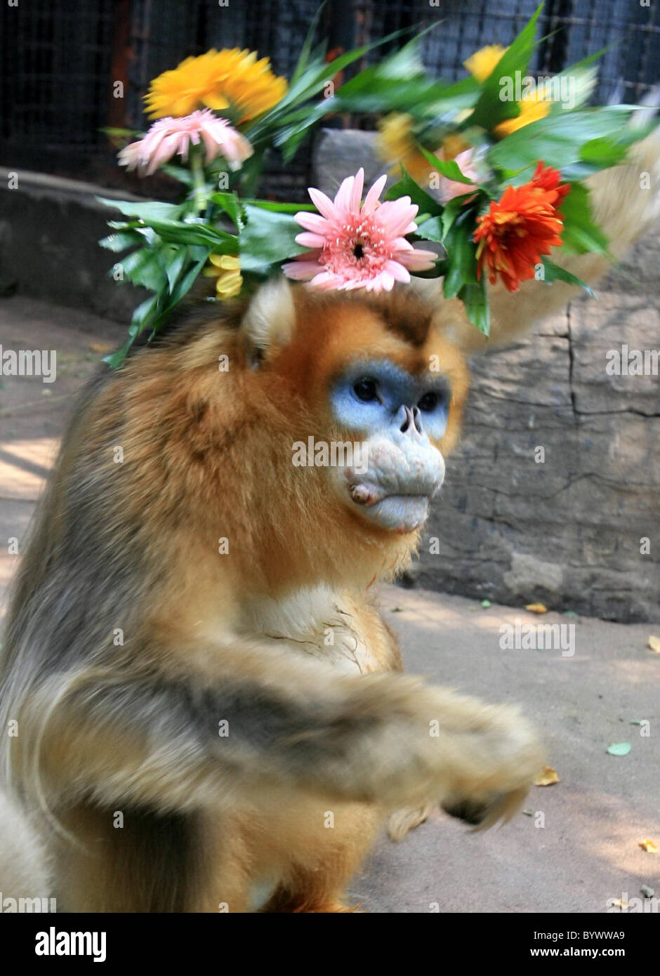 * MONKEY BUSINESS A bunch of baboons monkey around as they pass front a ...