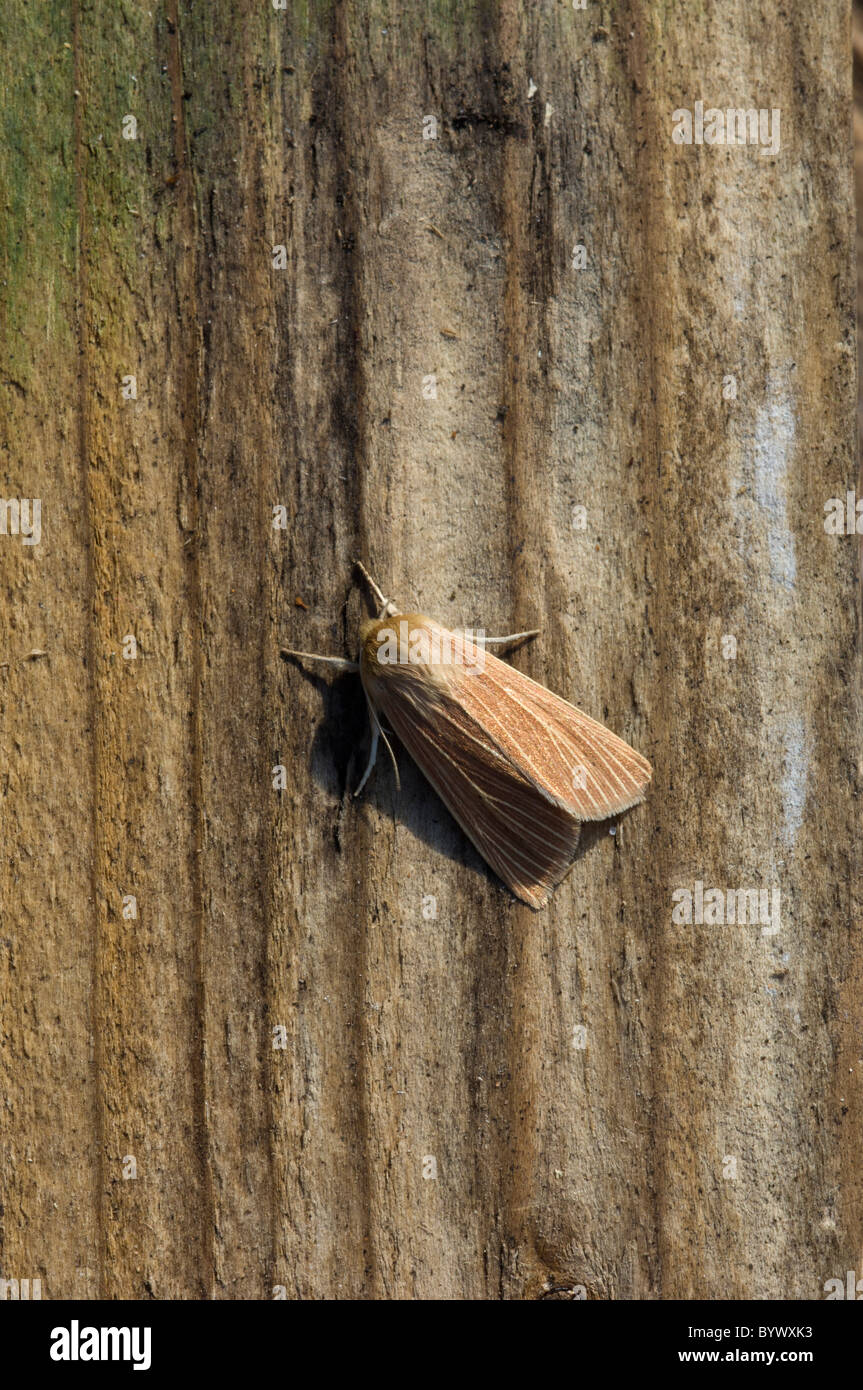 Common Wainscot (Nythimna pallens) on fence post Stock Photo - Alamy