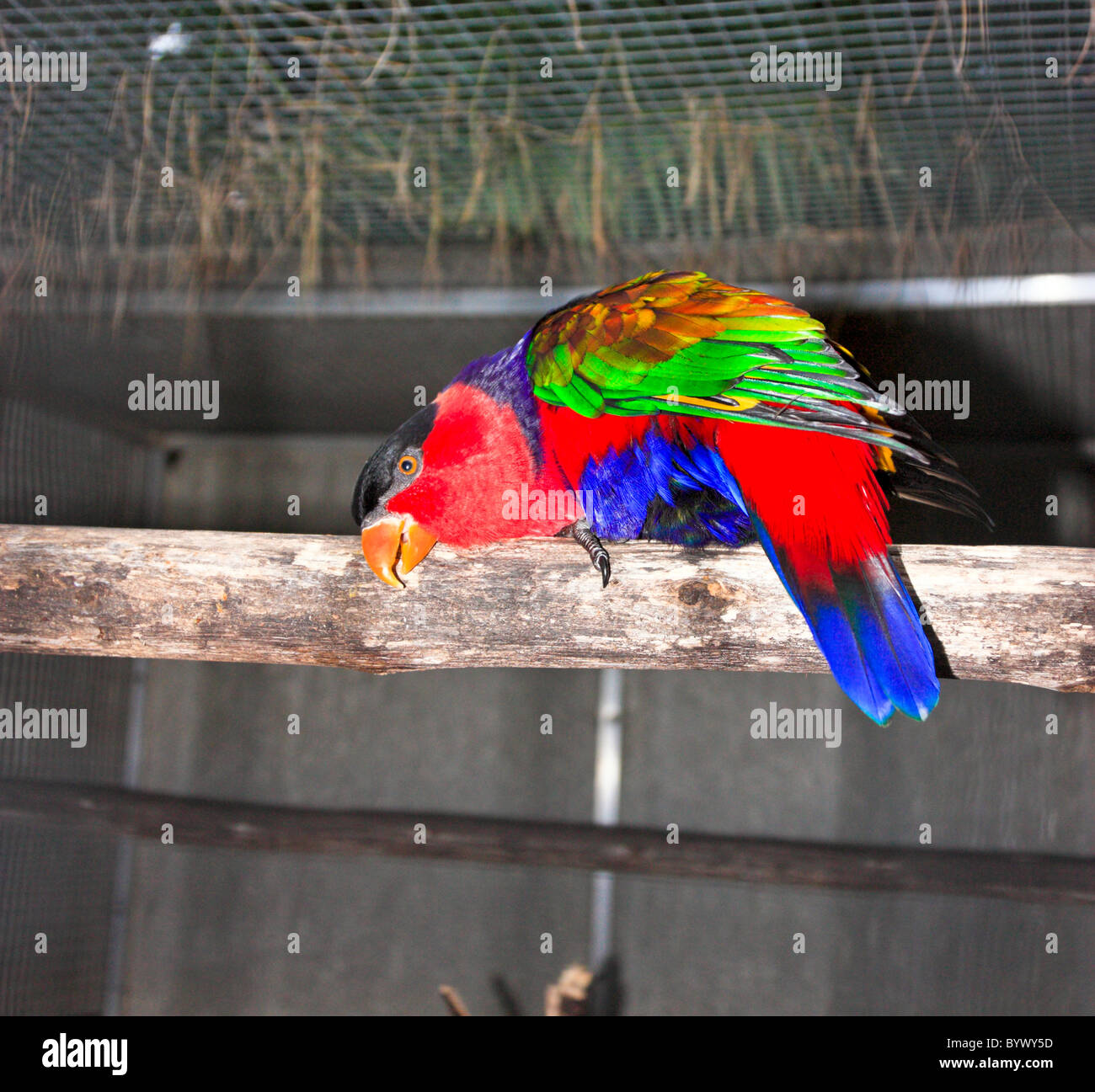 Black Capped Lory, Lorius Lory Stock Photo - Alamy