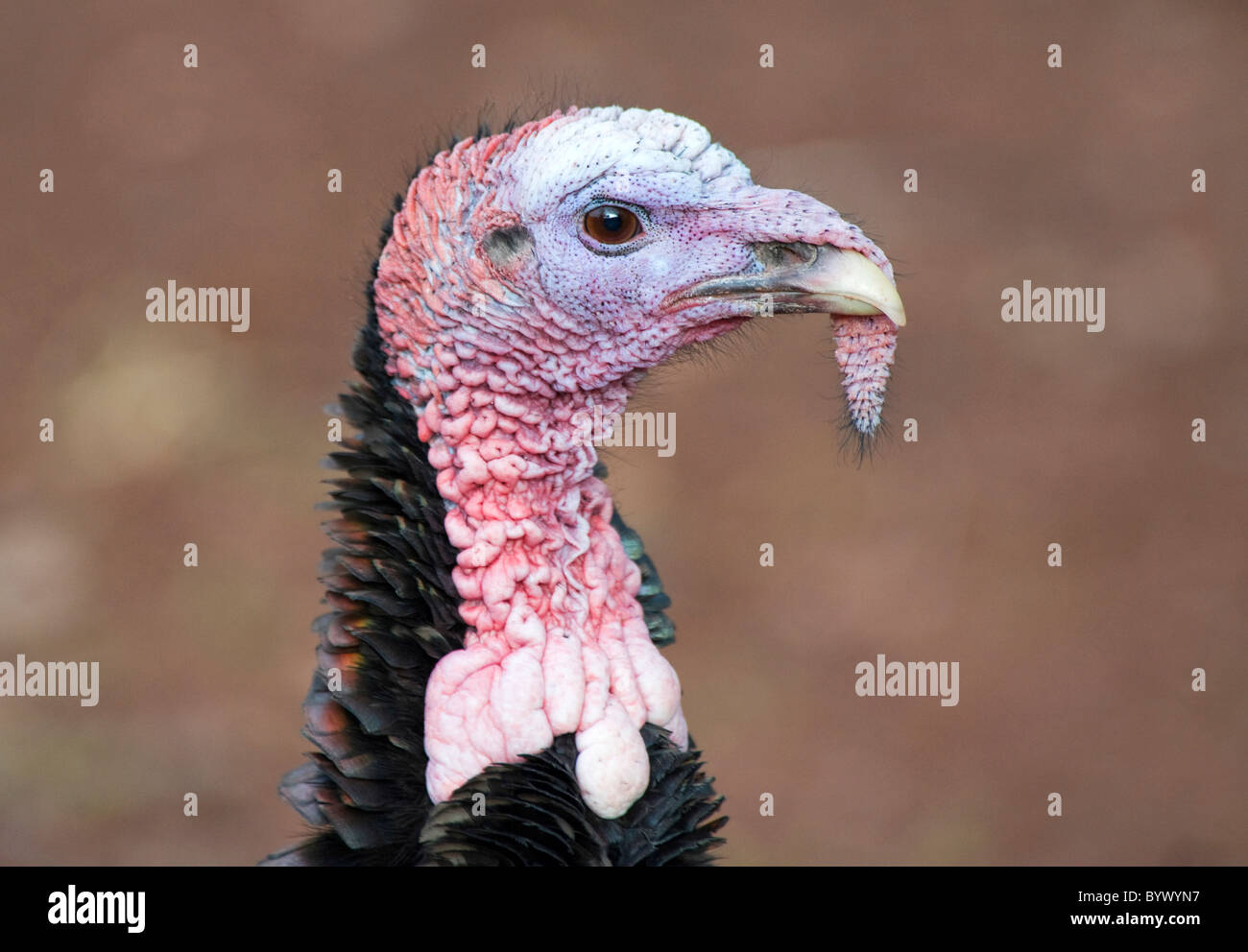 Male turkey with red wattle hi-res stock photography and images - Alamy