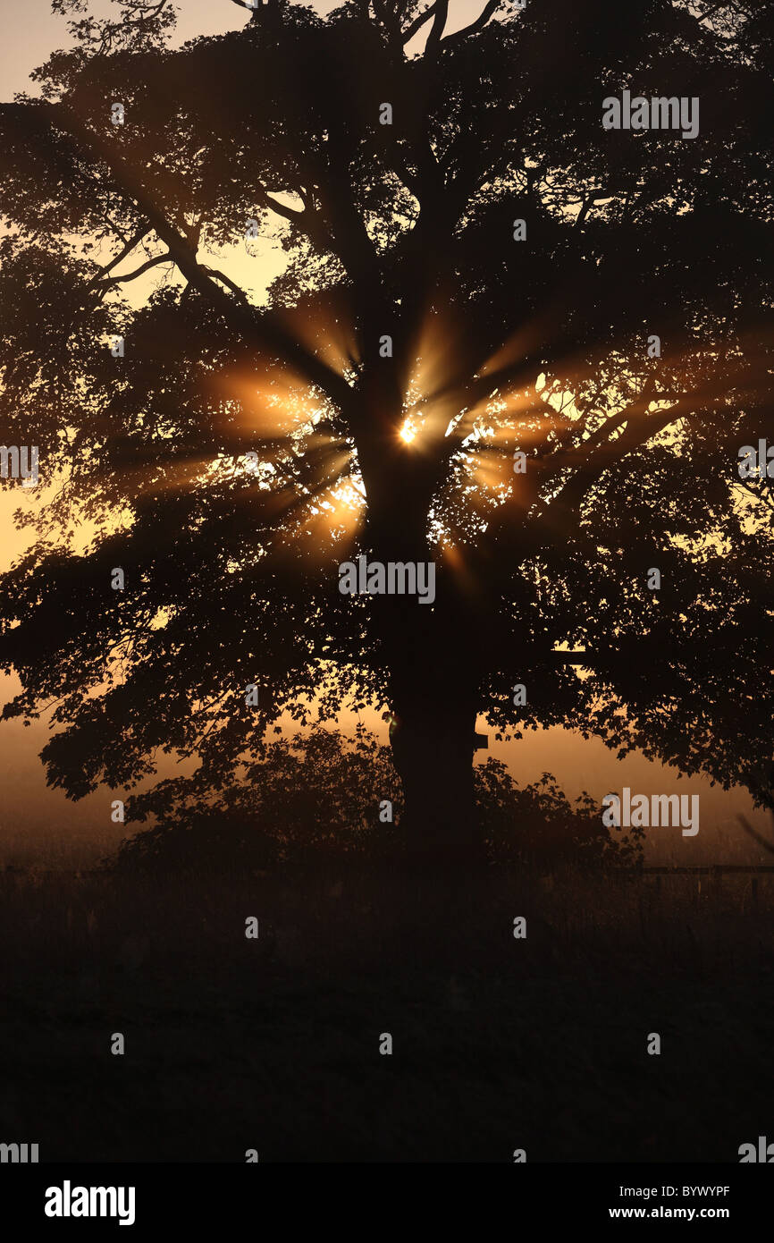 Tree back lit by the sun hi-res stock photography and images - Alamy