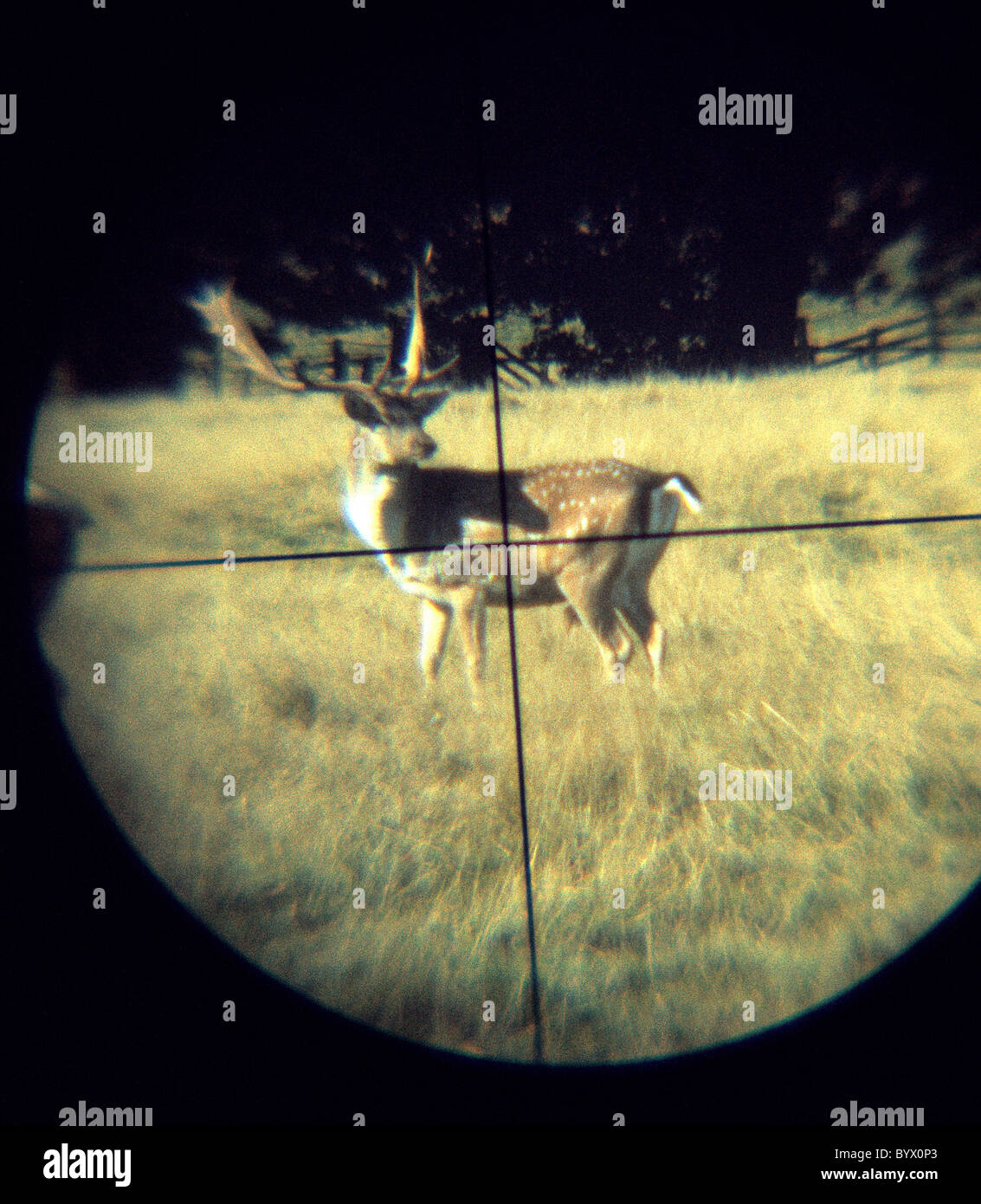 A deer about to be shot seen through a rifle sight Stock Photo - Alamy