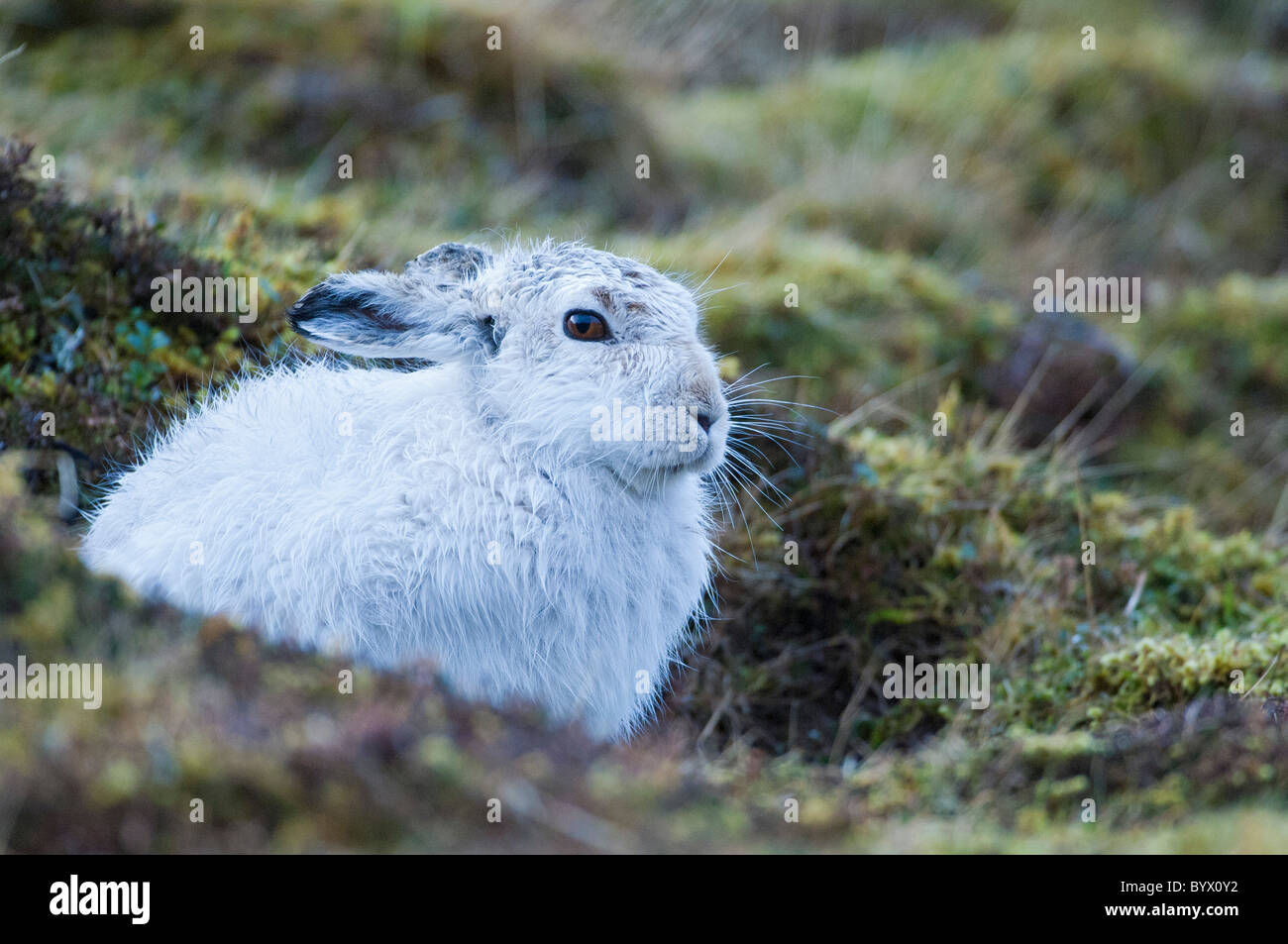 Mountain Hare (Lepus timidus) in form Stock Photo - Alamy