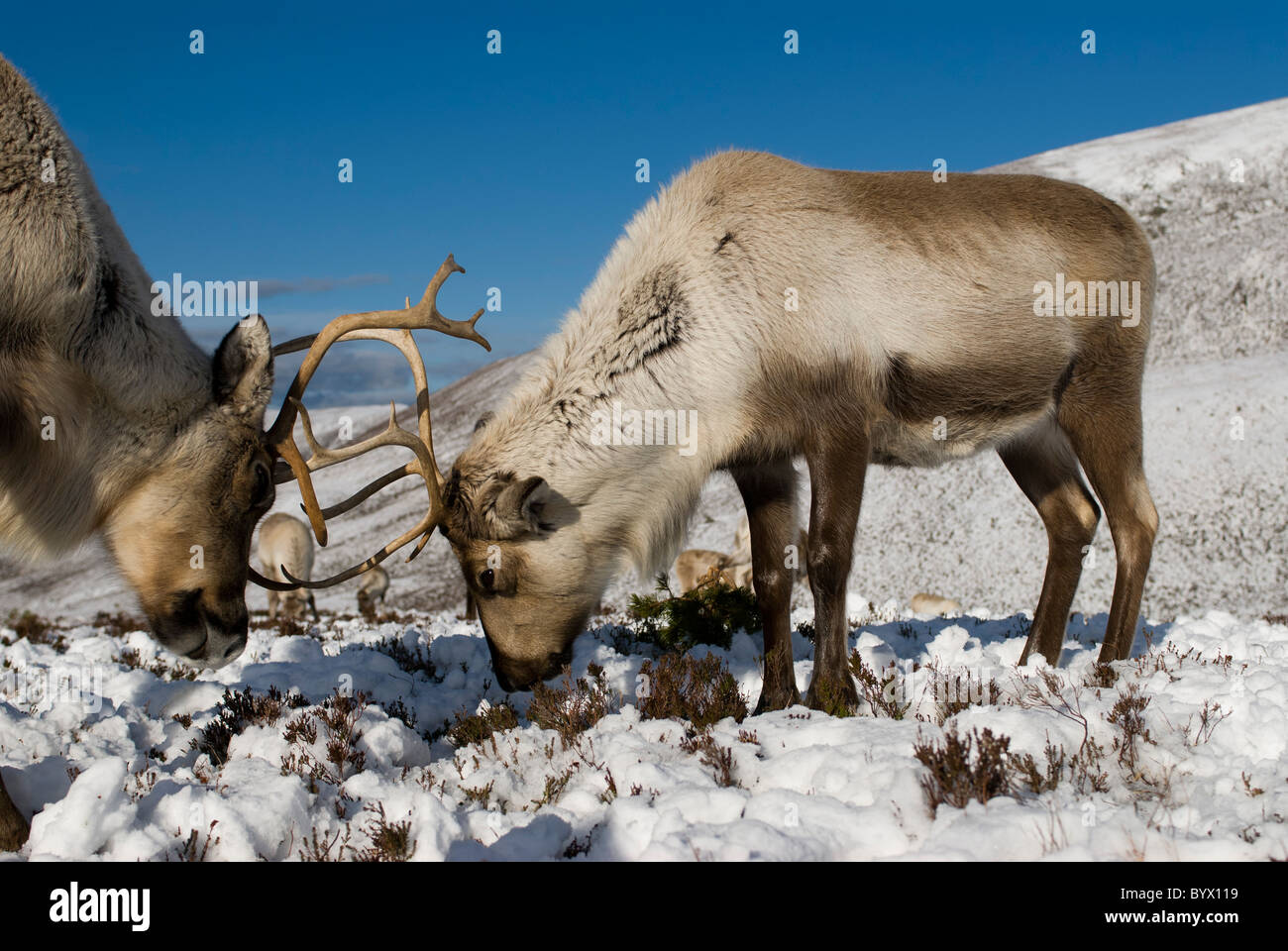 Caribou winter fight hi-res stock photography and images - Alamy