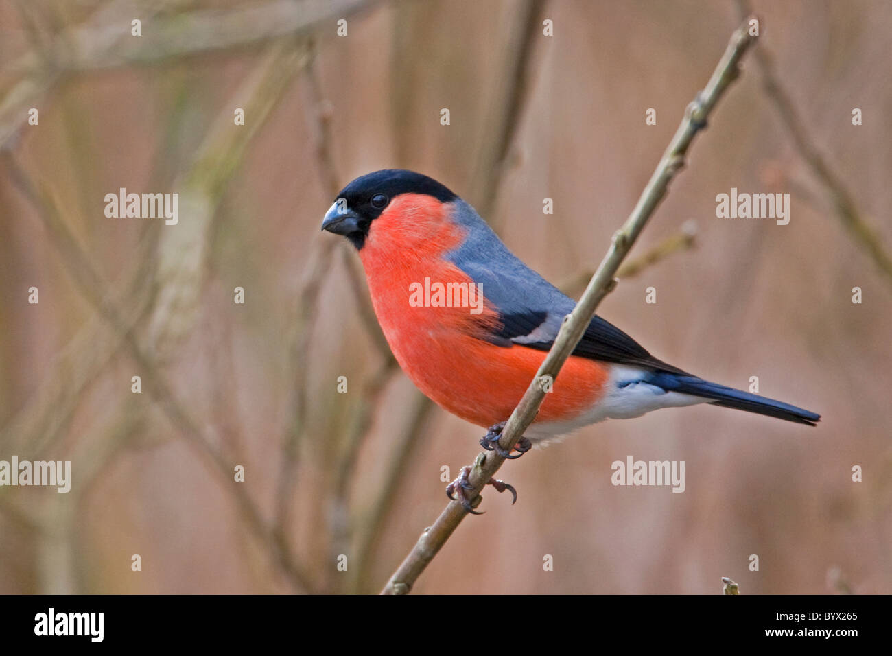 Male Bullfinch standing on twig Stock Photo - Alamy