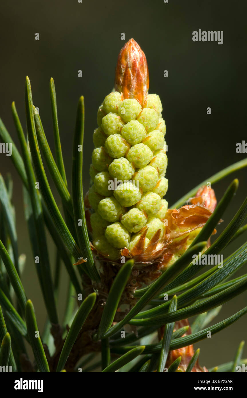 Scots pine male cone pinus sylvestris hi-res stock photography and ...