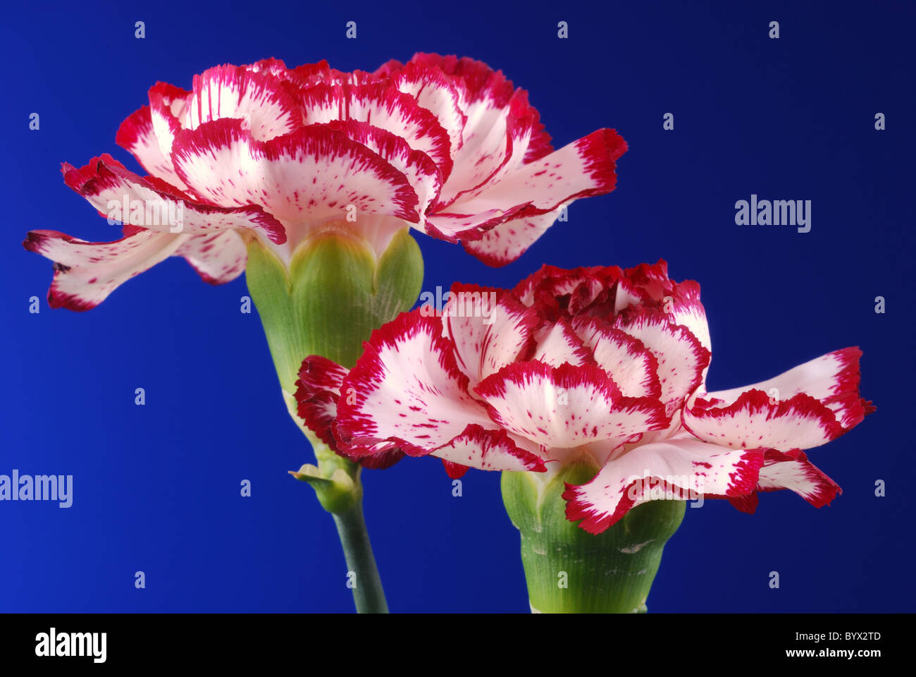 still life of carnations Stock Photo - Alamy