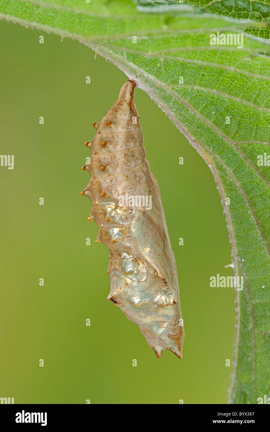 Tortoiseshell point hi-res stock photography and images - Alamy