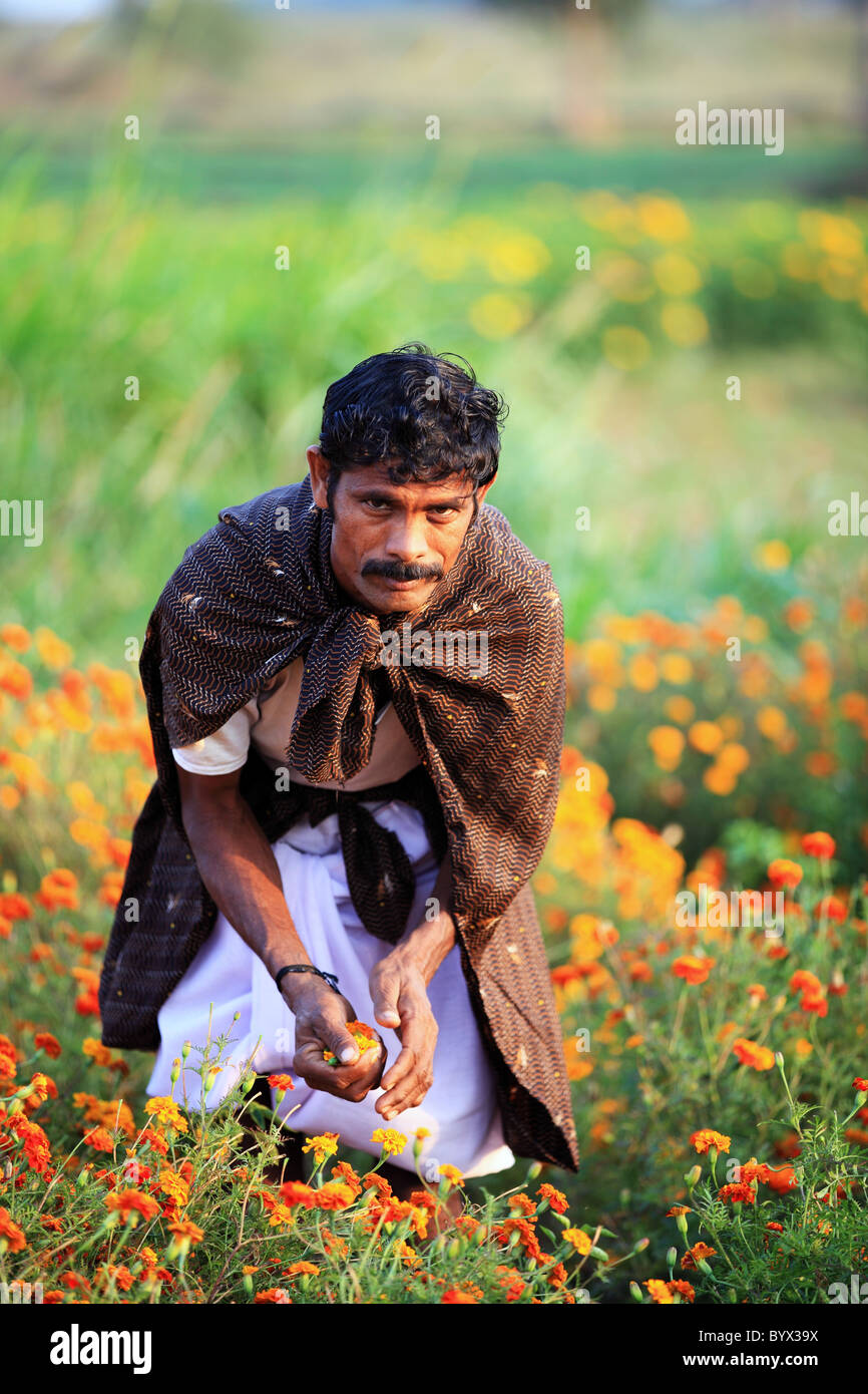 man collecting flowers Andhra Pradesh South India Stock Photo - Alamy