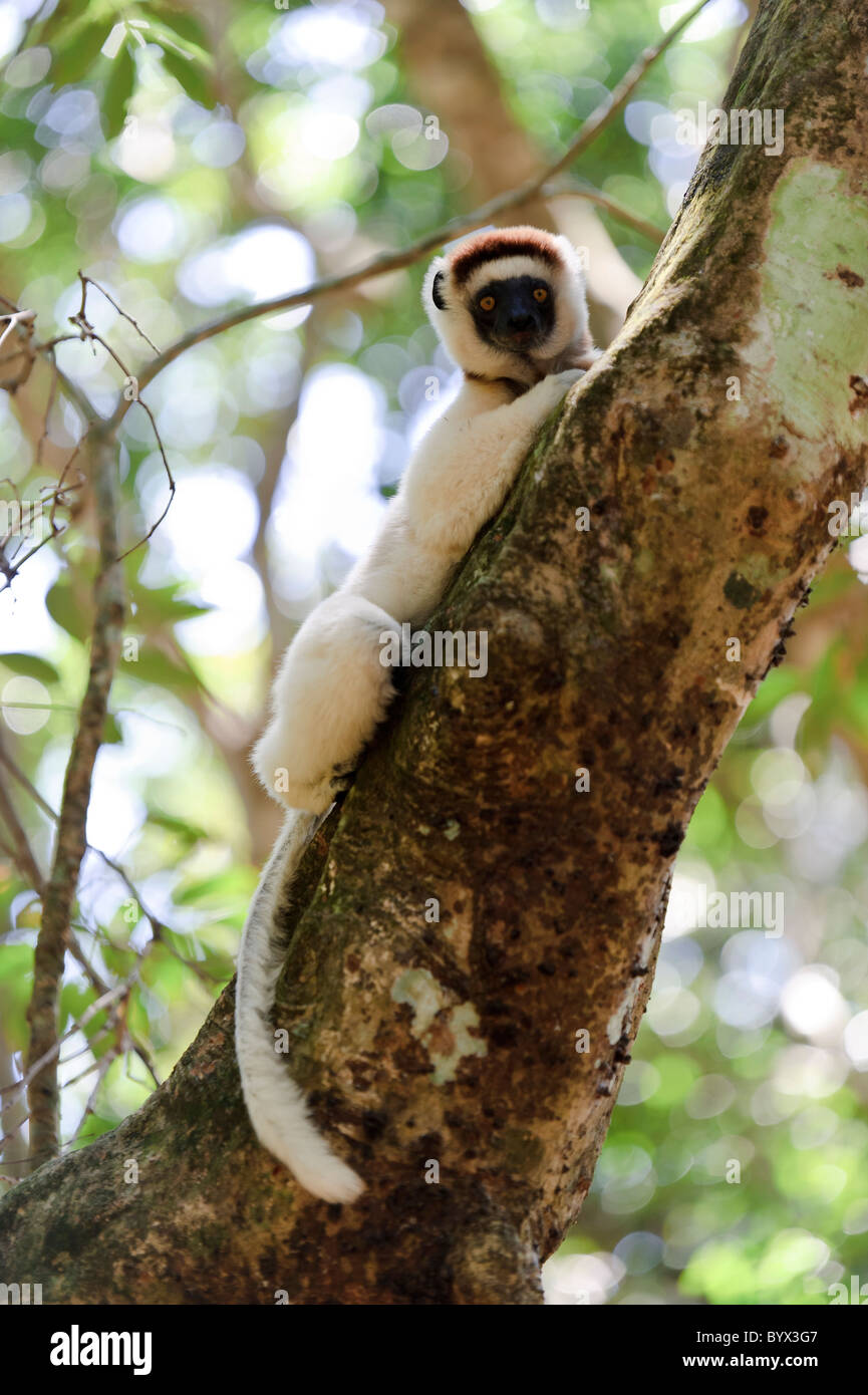Verreaux's sifaka in a tree, Nahampoana Reserve, Fort Dauphin ...