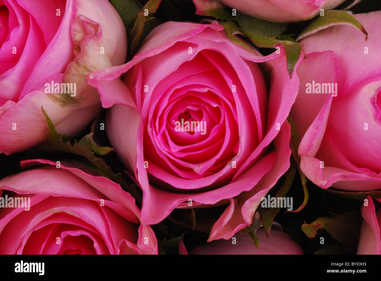 still life of pink rose Stock Photo - Alamy