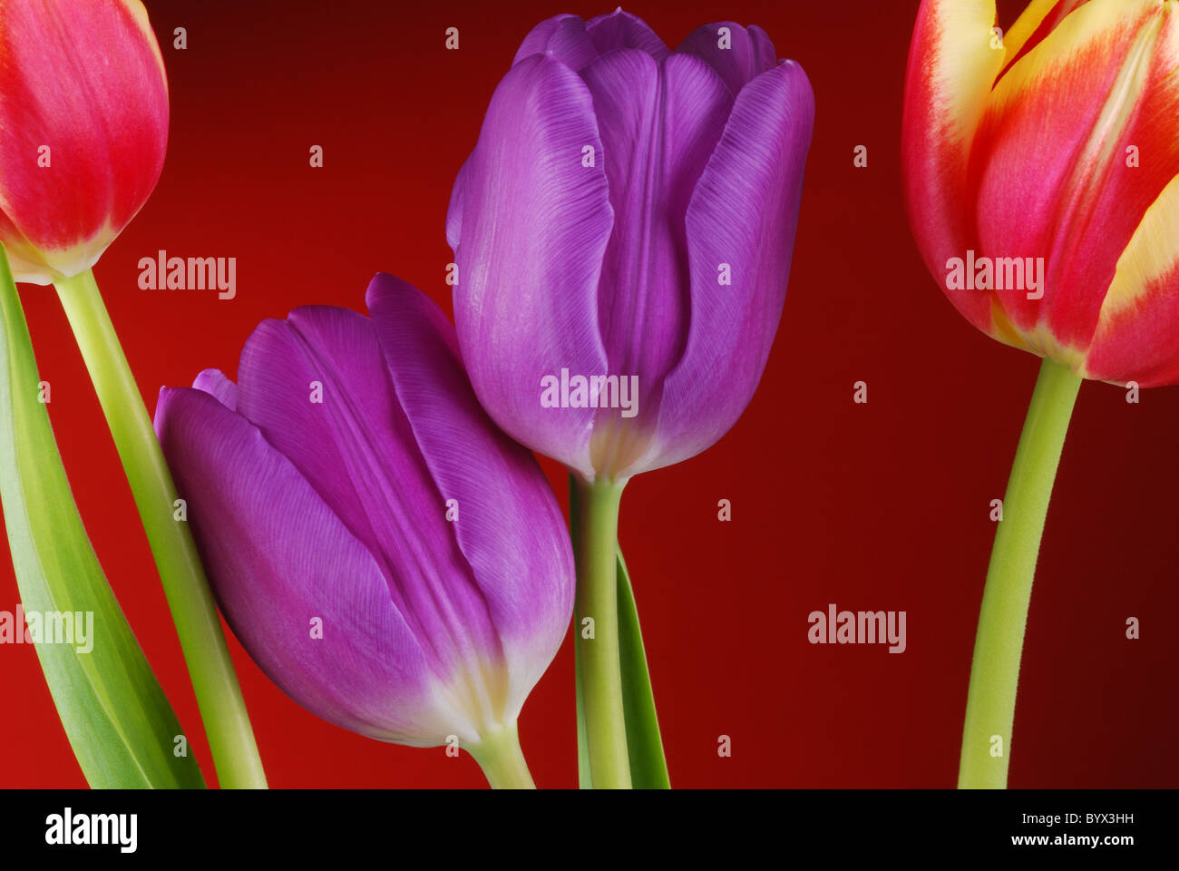 Still life of tulips Stock Photo - Alamy