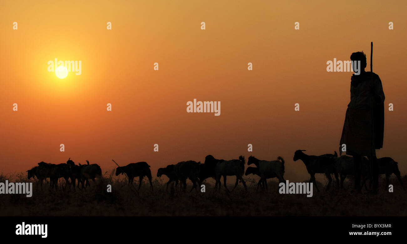 Silhouette shepherd sheep hi-res stock photography and images - Alamy