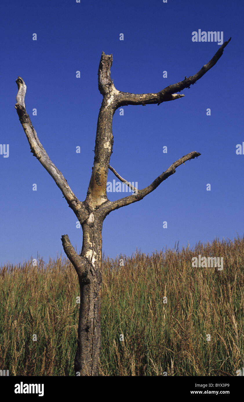 Isolated dead tree in the wilderness Stock Photo - Alamy