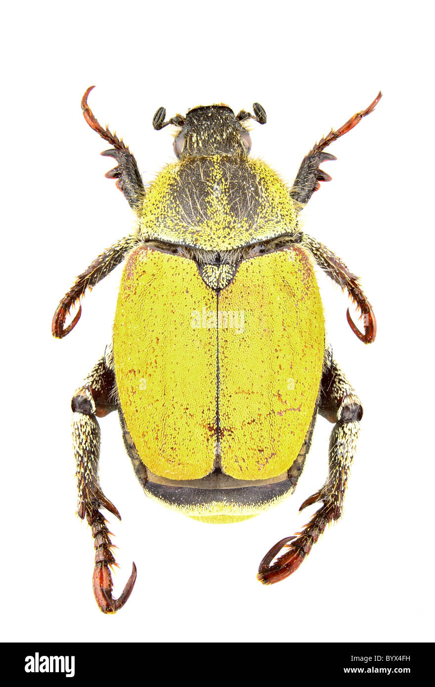 Male of Hoplia bilineata isolated on white background Stock Photo - Alamy