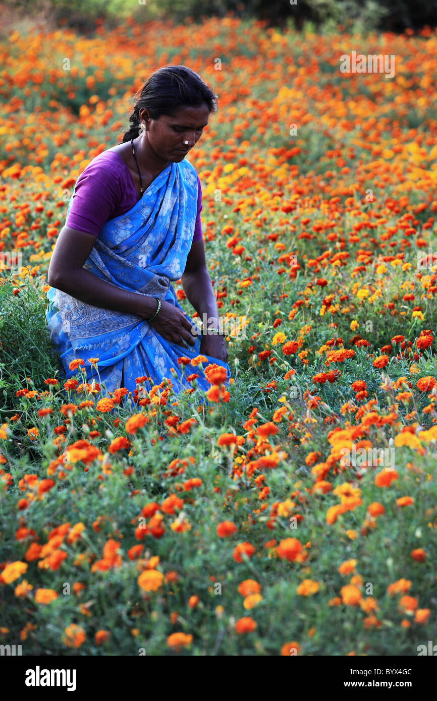 Women collecting flowers hi-res stock photography and images - Alamy