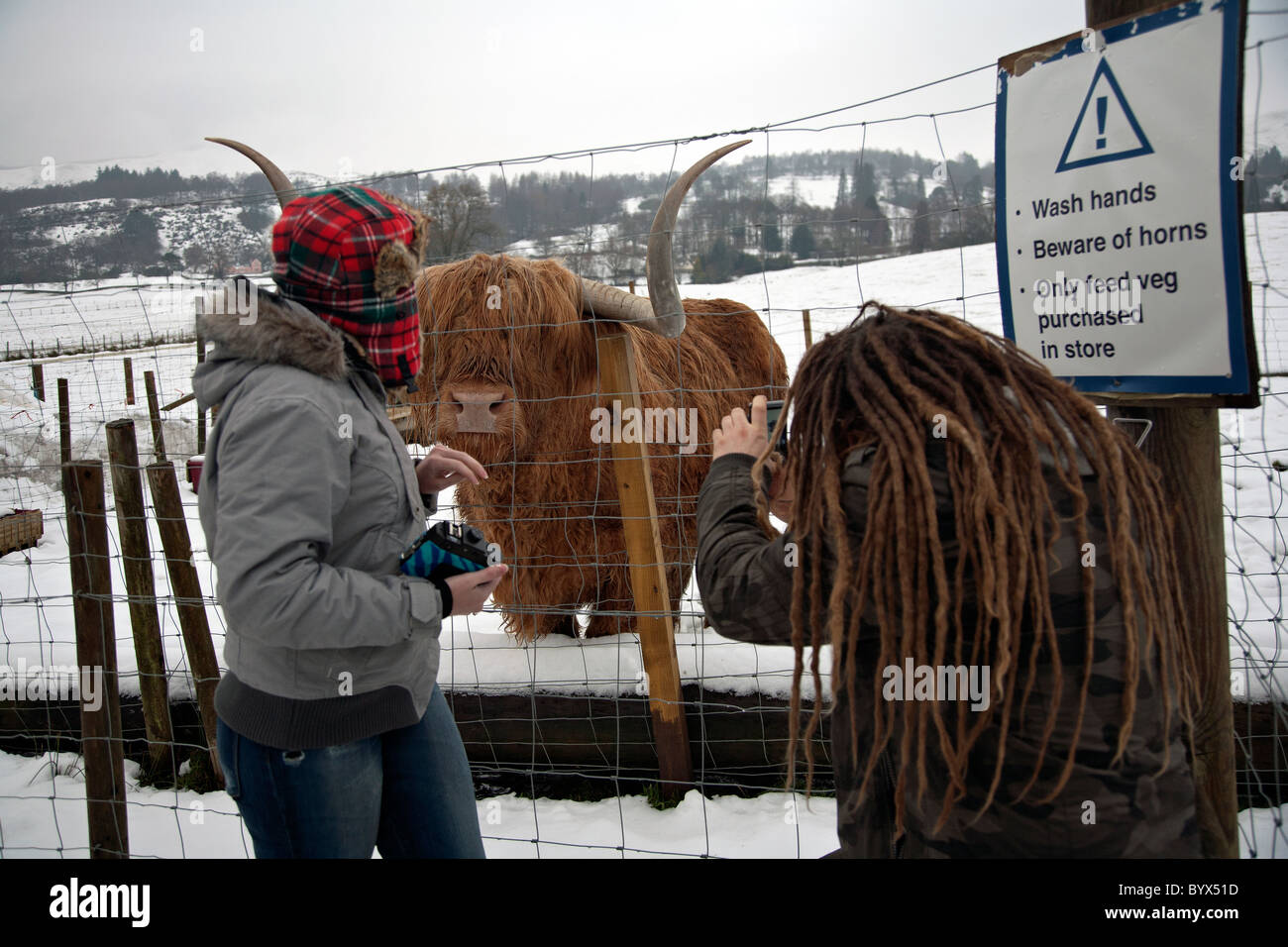hamish the higland cow in kilmahog, scotland Stock Photo - Alamy