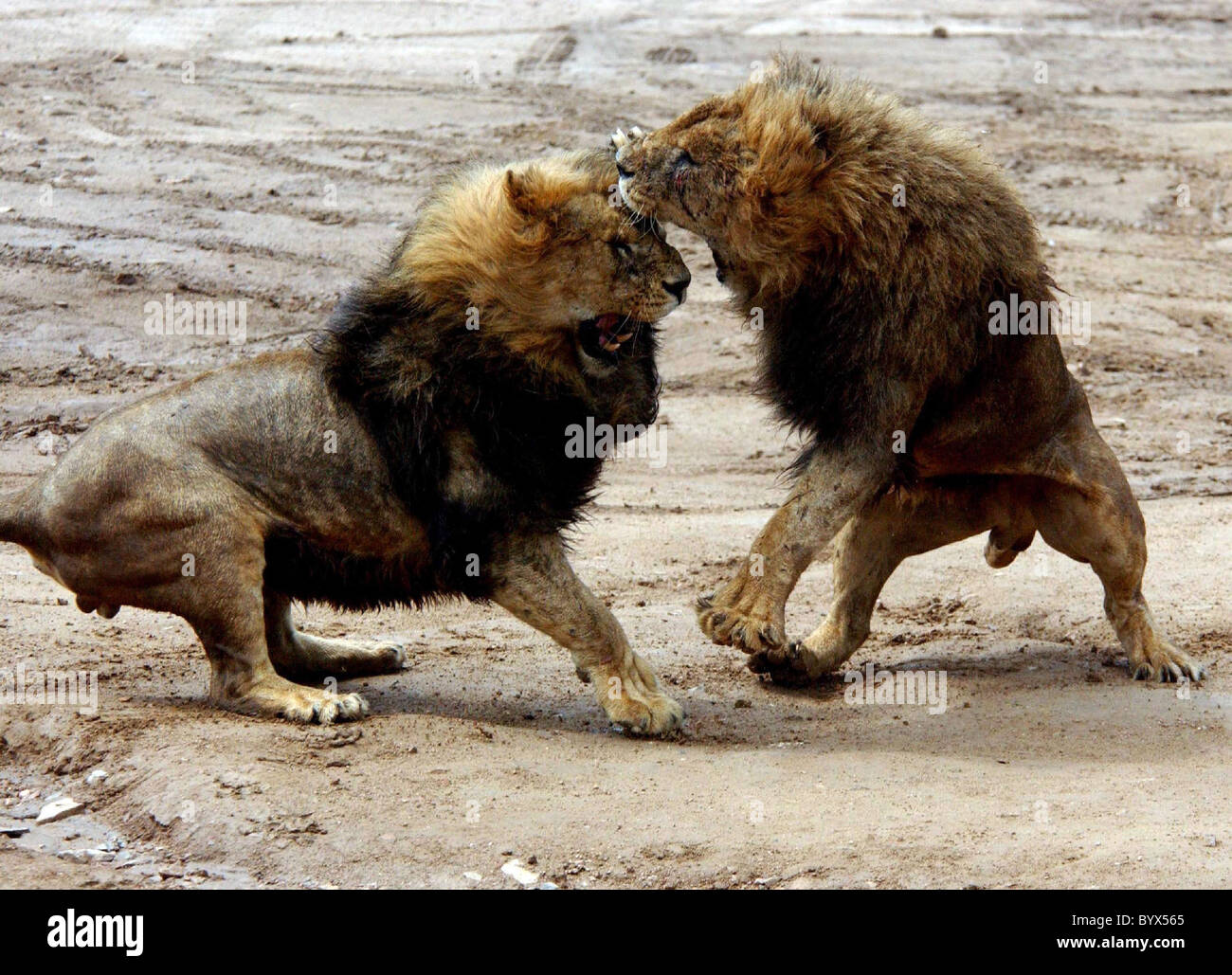 * LION'S SHARE Two lions get up close and personal for all to see after ...