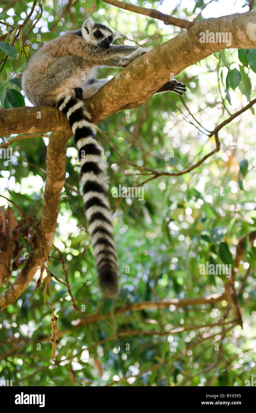 Sleeping lemur hi-res stock photography and images - Alamy