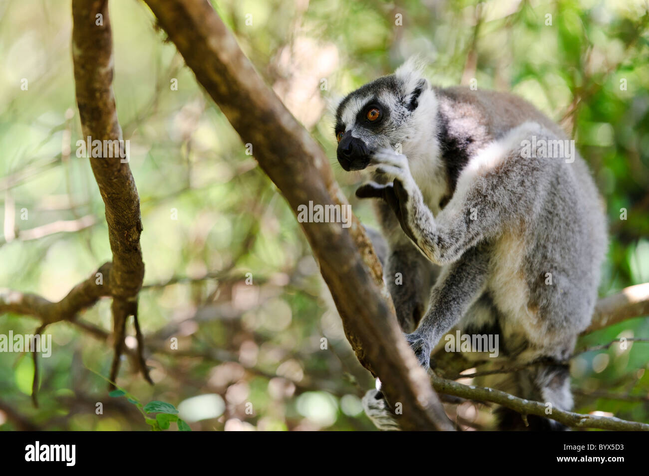 Ring tailed lemur madagascar hi-res stock photography and images - Alamy