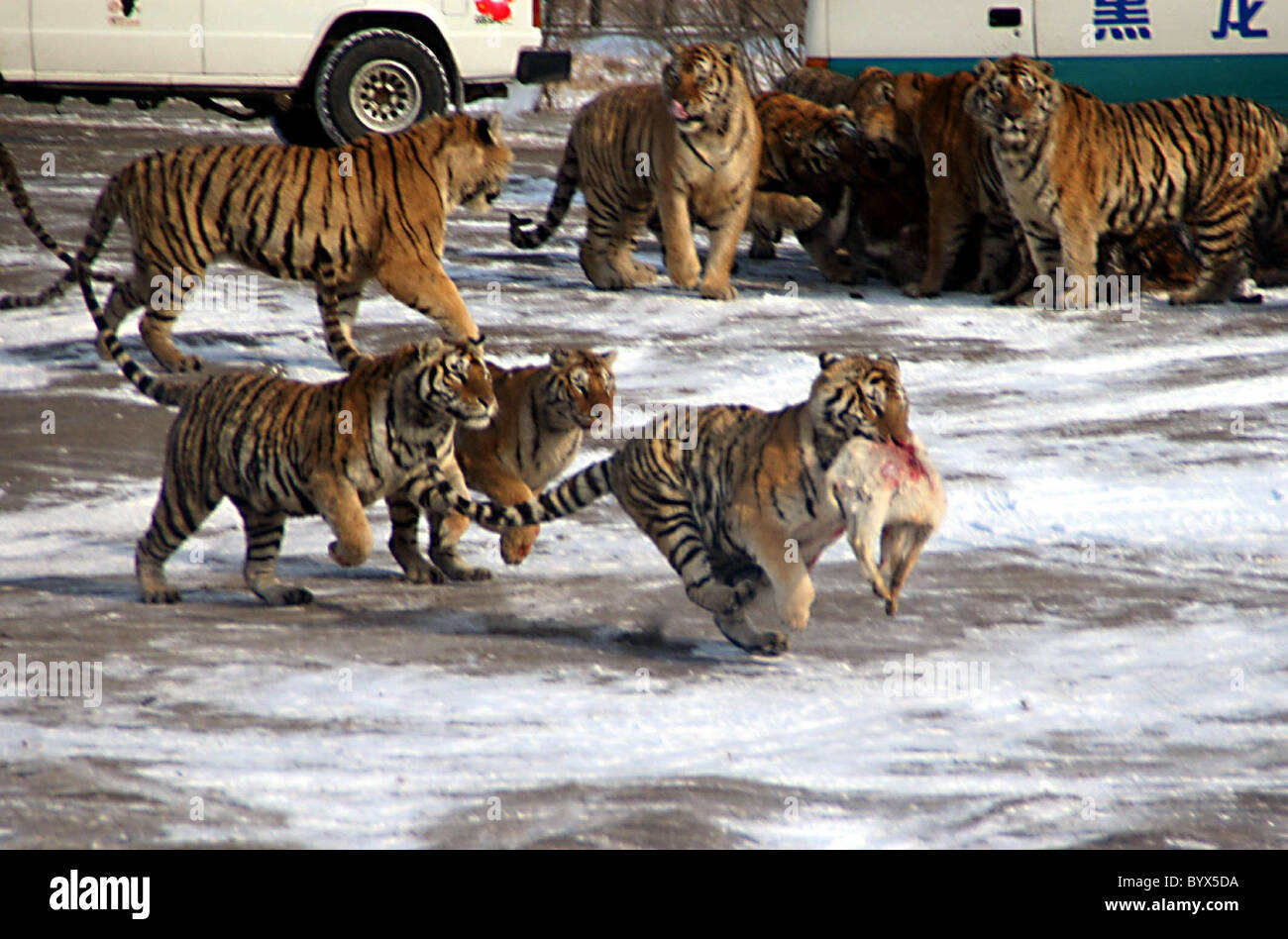 * EASY, TIGER! It's dinner time for a pack of ravenous tigers who are ...