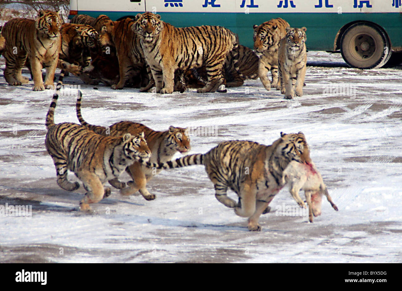 * EASY, TIGER! It's dinner time for a pack of ravenous tigers who are ...