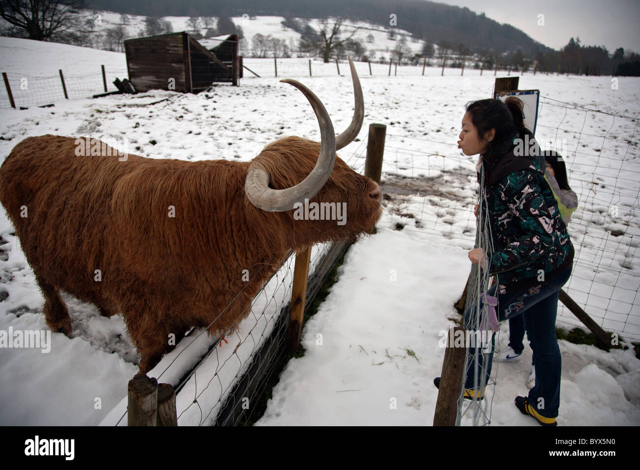 hamish the higland cow in kilmahog, scotland Stock Photo - Alamy