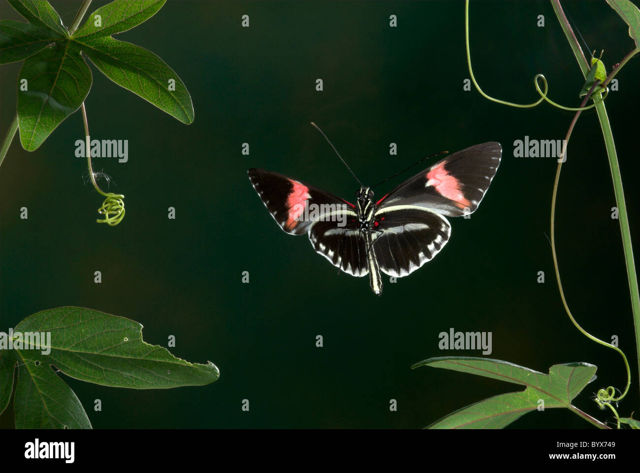 Small or Red Postman Butterfly Heliconius erato in flight South America ...