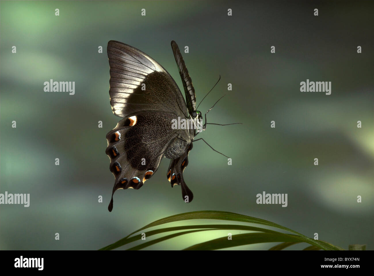 Emerald Swallowtail Butterfly Papilio Palinurus in flight Asia Stock ...