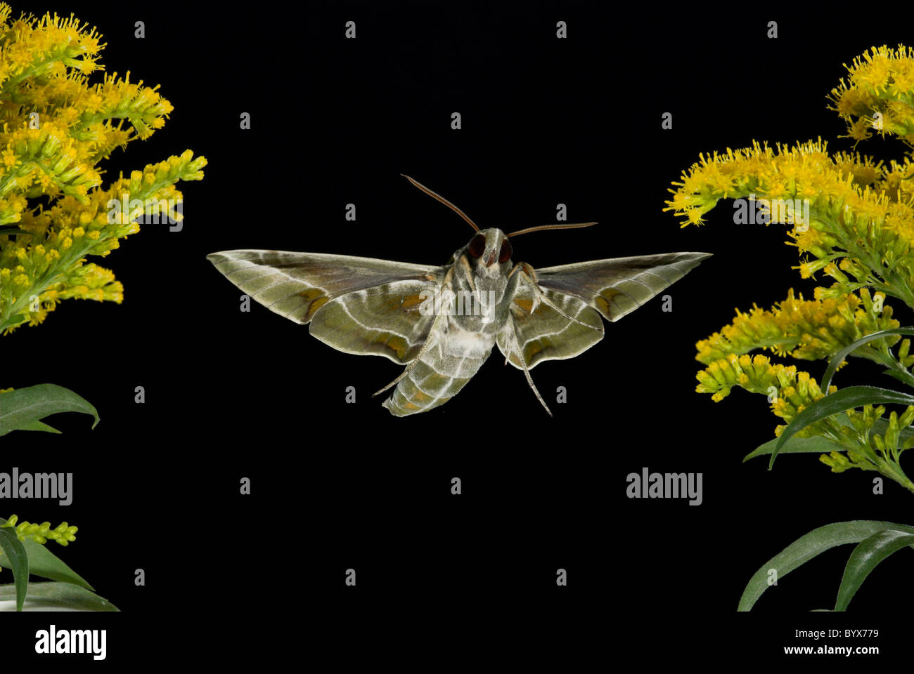 Oleander Hawk Moth Daphnis nerii in flight UK Stock Photo - Alamy