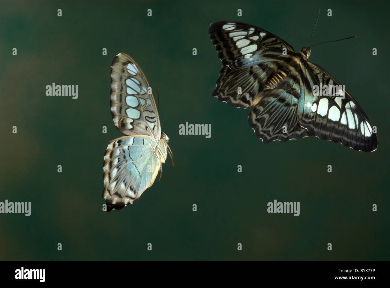 Clipper Butterfly Parthenos sylvia violacaea in flight sequence Asia ...