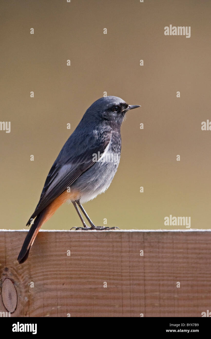 Black redstart hi-res stock photography and images - Alamy