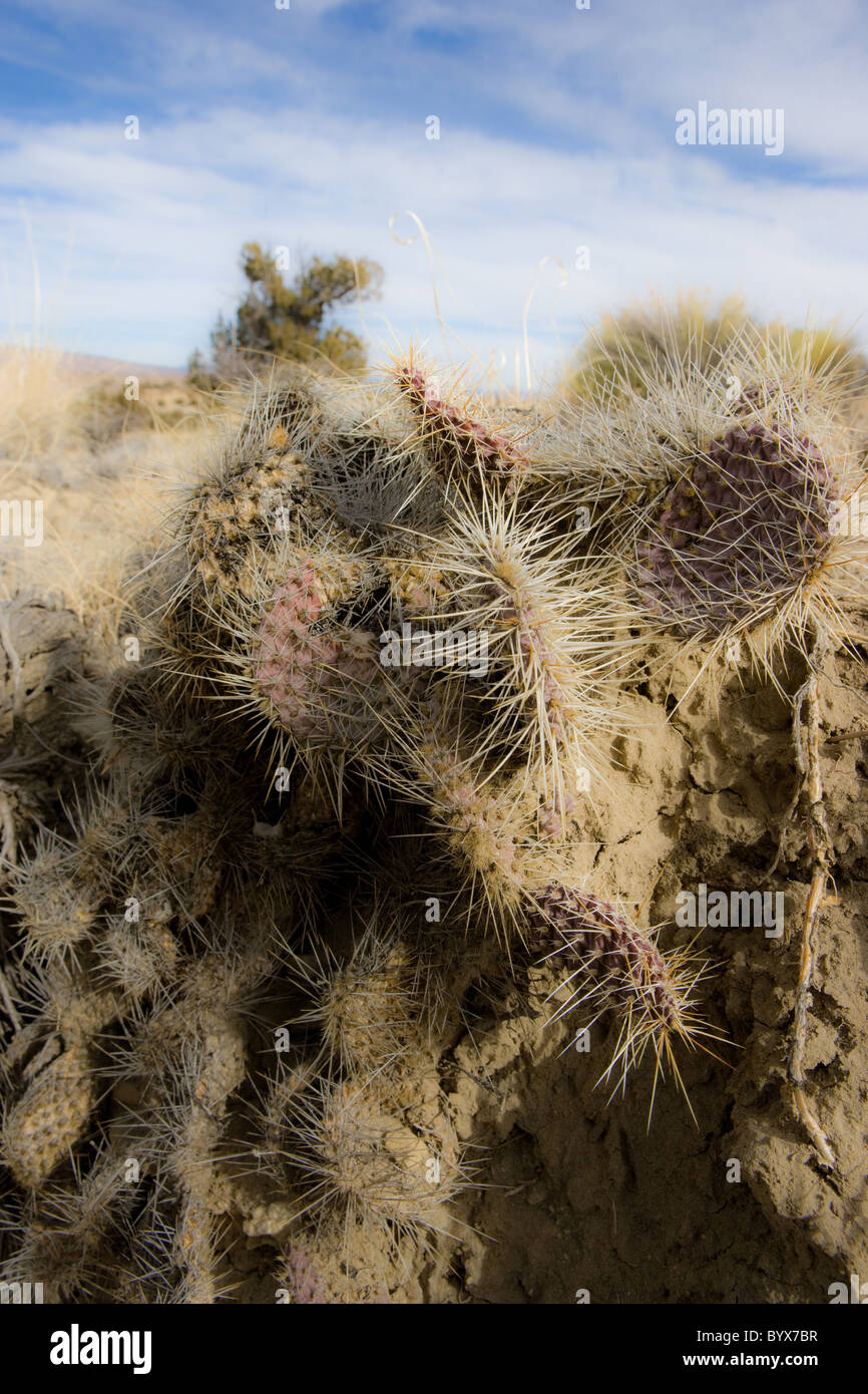 Prickly cactus common plant hi-res stock photography and images - Alamy