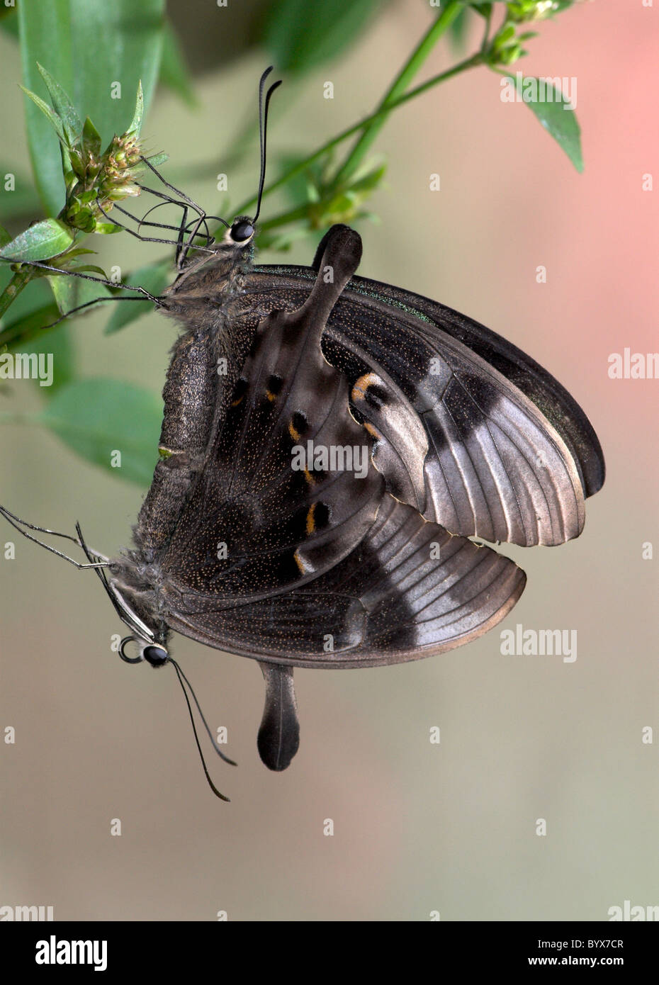 Emerald swallowtail butterflies mating hi-res stock photography and ...