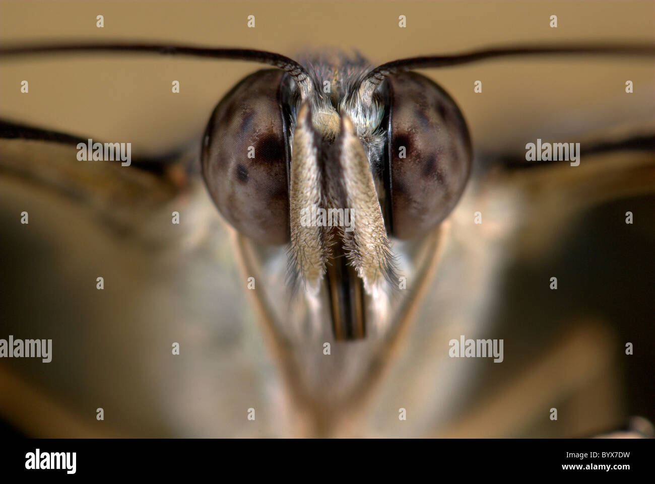 Eye butterfly hi-res stock photography and images - Alamy