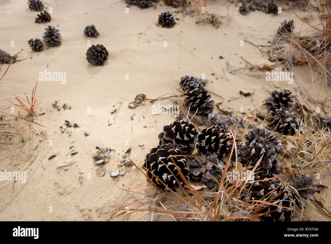 Pinon Tree High Resolution Stock Photography and Images - Alamy
