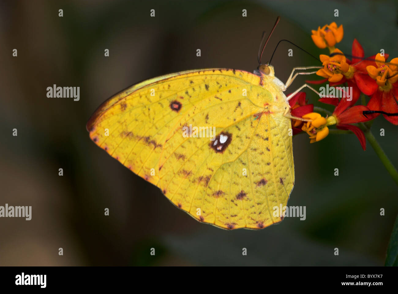 Phoebus butterfly hi-res stock photography and images - Alamy