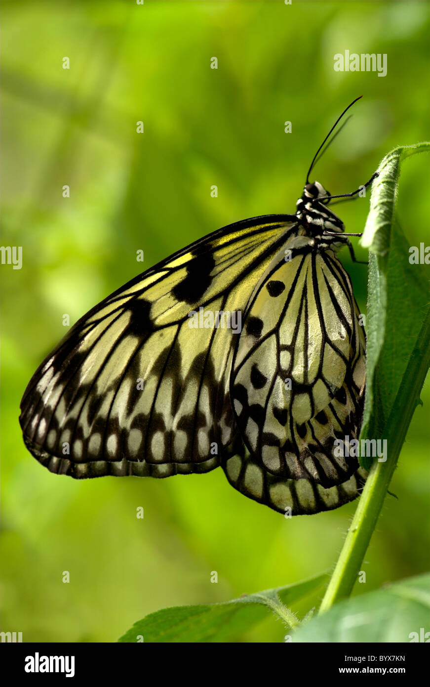 Tree Nymph Butterfly resting on leaf Idea leuconoe Asia Stock Photo - Alamy