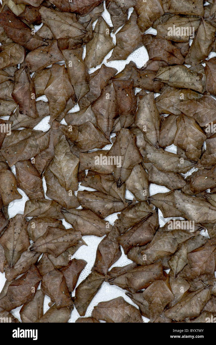 Butterfly Pupae Owl Butterfly Caligo species Stock Photo - Alamy