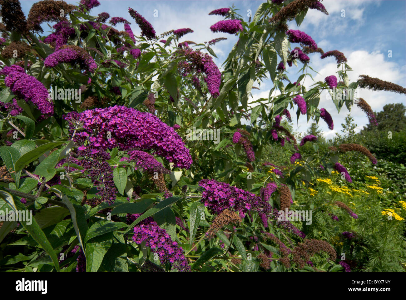 Buddleia davidii hi-res stock photography and images - Alamy