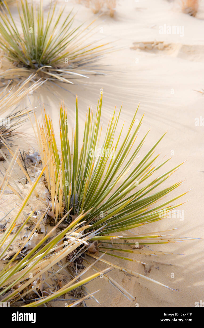 yucca plants growing in desert sand, New Mexico, USA Stock Photo - Alamy