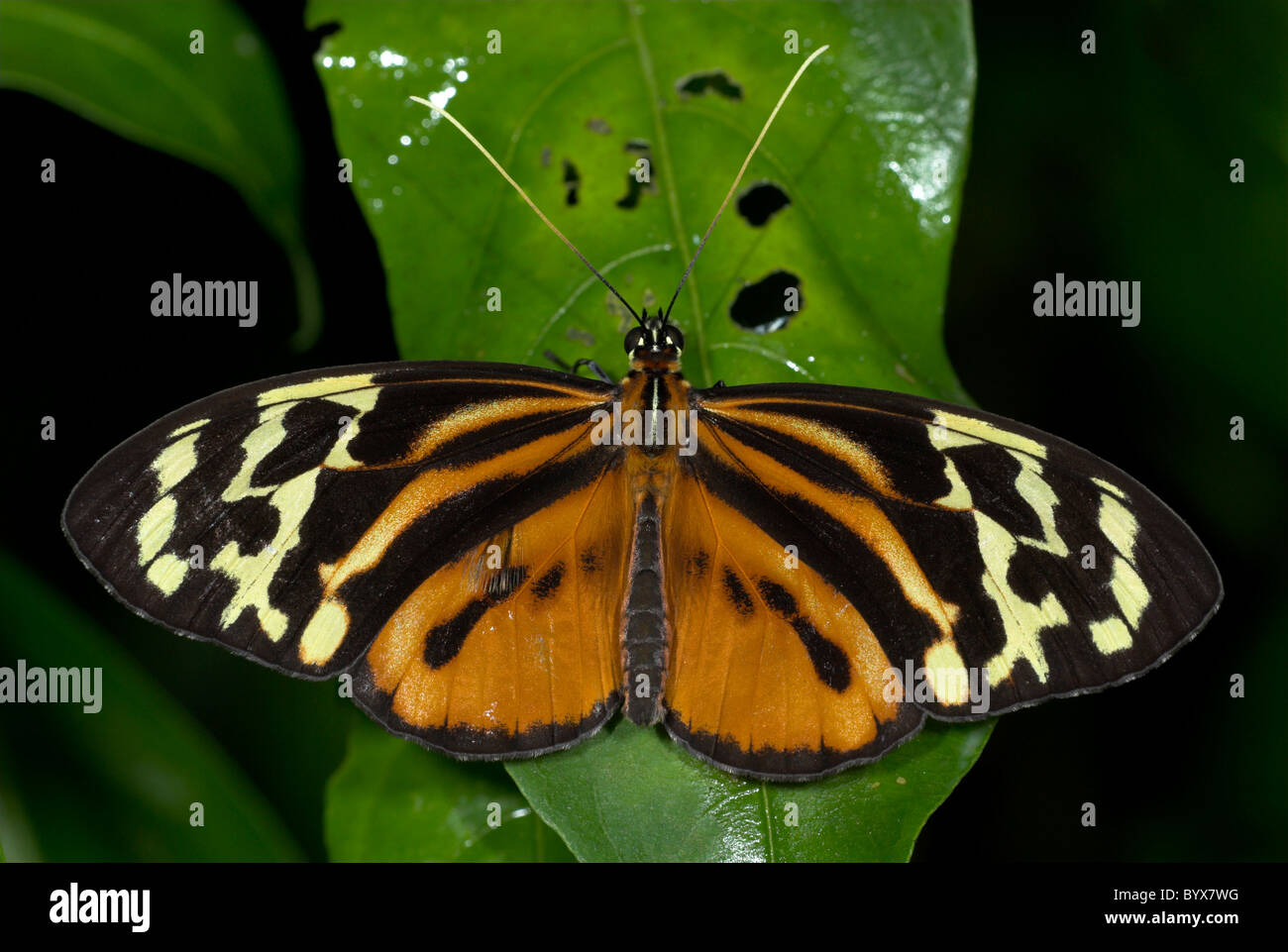 Ismenius Tiger Butterfly Heliconius ismenius South America Stock Photo ...