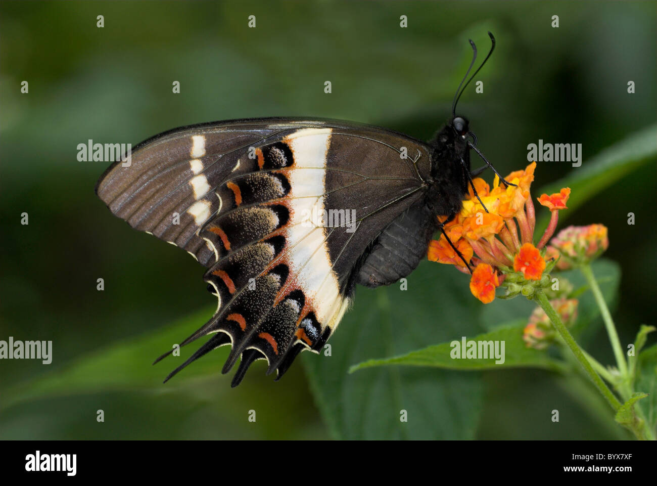 Magnificent Swallowtail Papilio garamas abderus South America Stock ...