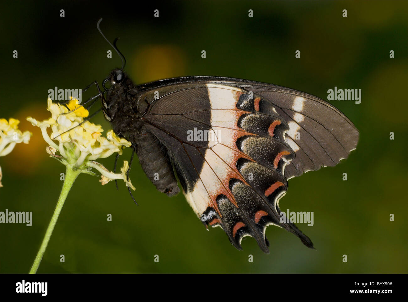 Magnificent Swallowtail Papilio garamas abderus South America Stock ...