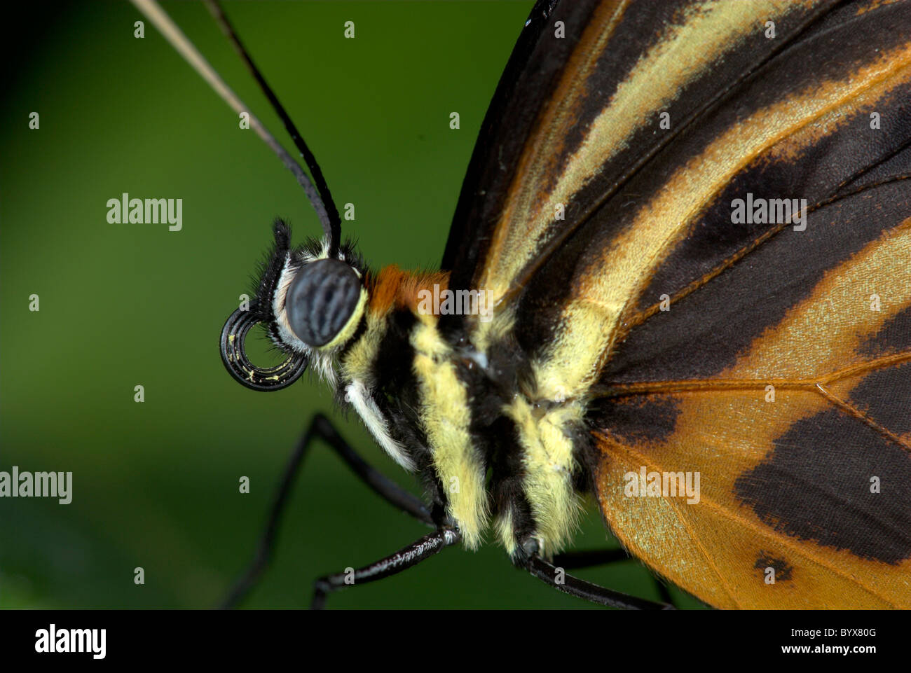 Butterfly tongue hi-res stock photography and images - Alamy