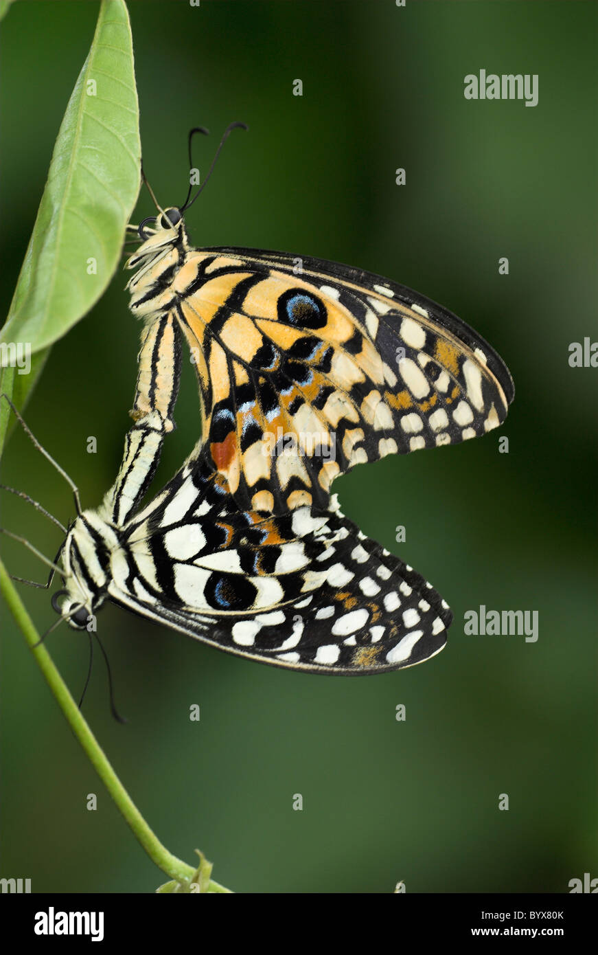 Lime Swallowtail Butterflies Papilio demoleus Asia Stock Photo - Alamy