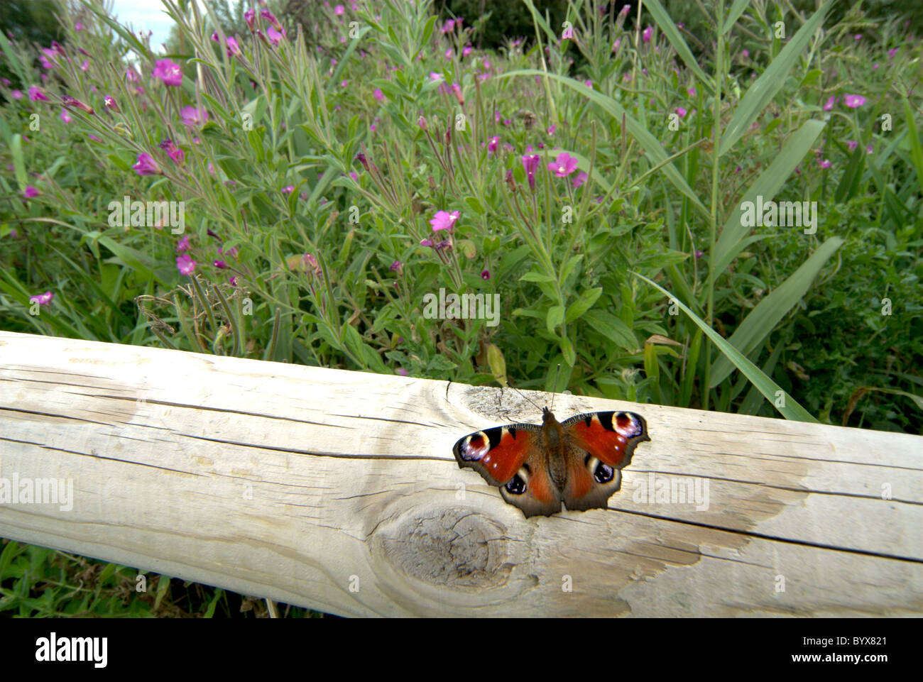 Peacock Butterfly Inachis io UK Stock Photo - Alamy