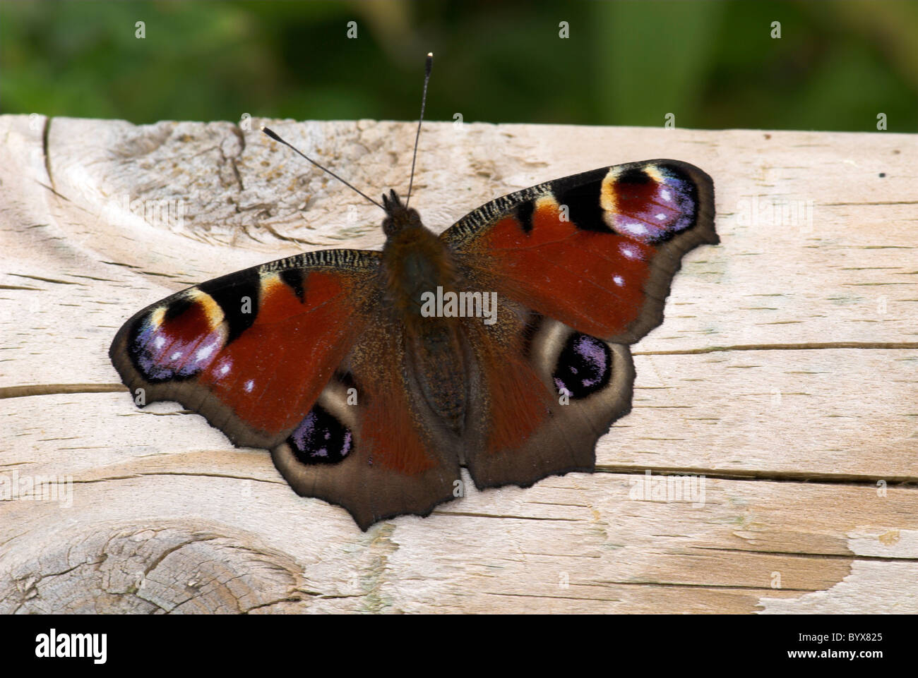 Inachis io hi-res stock photography and images - Alamy