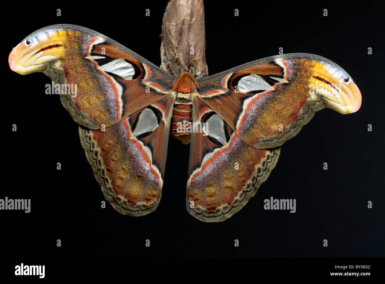 Atlas moth hi-res stock photography and images - Alamy